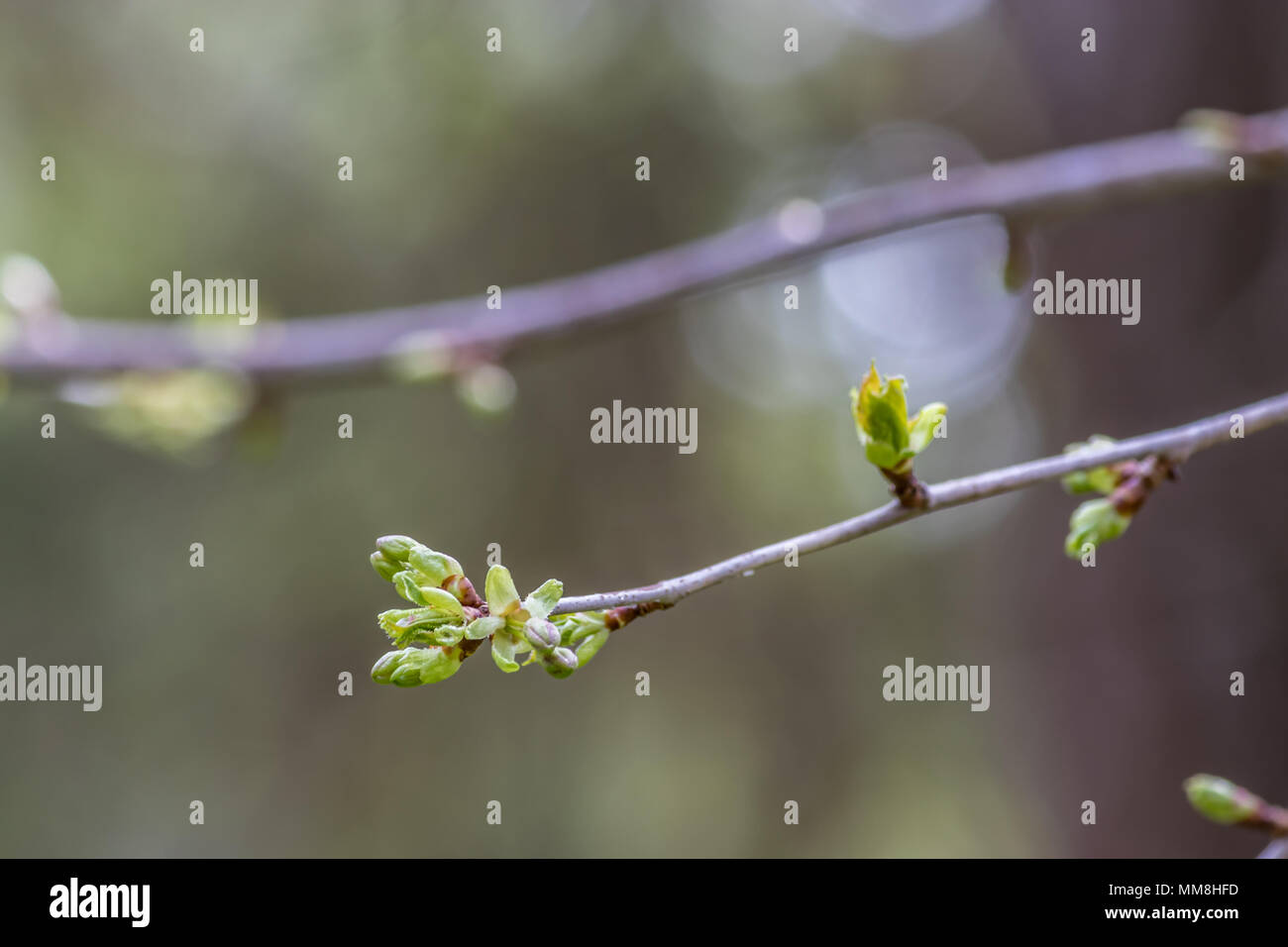 Cherry blossom pacific northwest hi-res stock photography and images ...