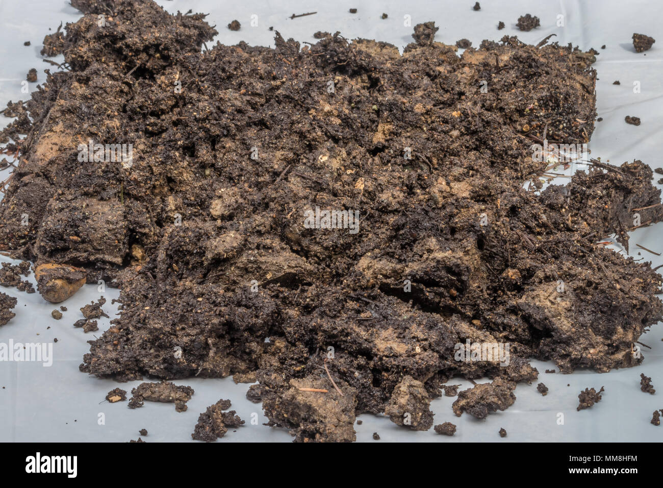 dirt on white background Stock Photo - Alamy