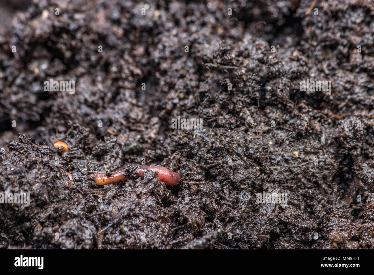 red worm on dark earth Stock Photo - Alamy