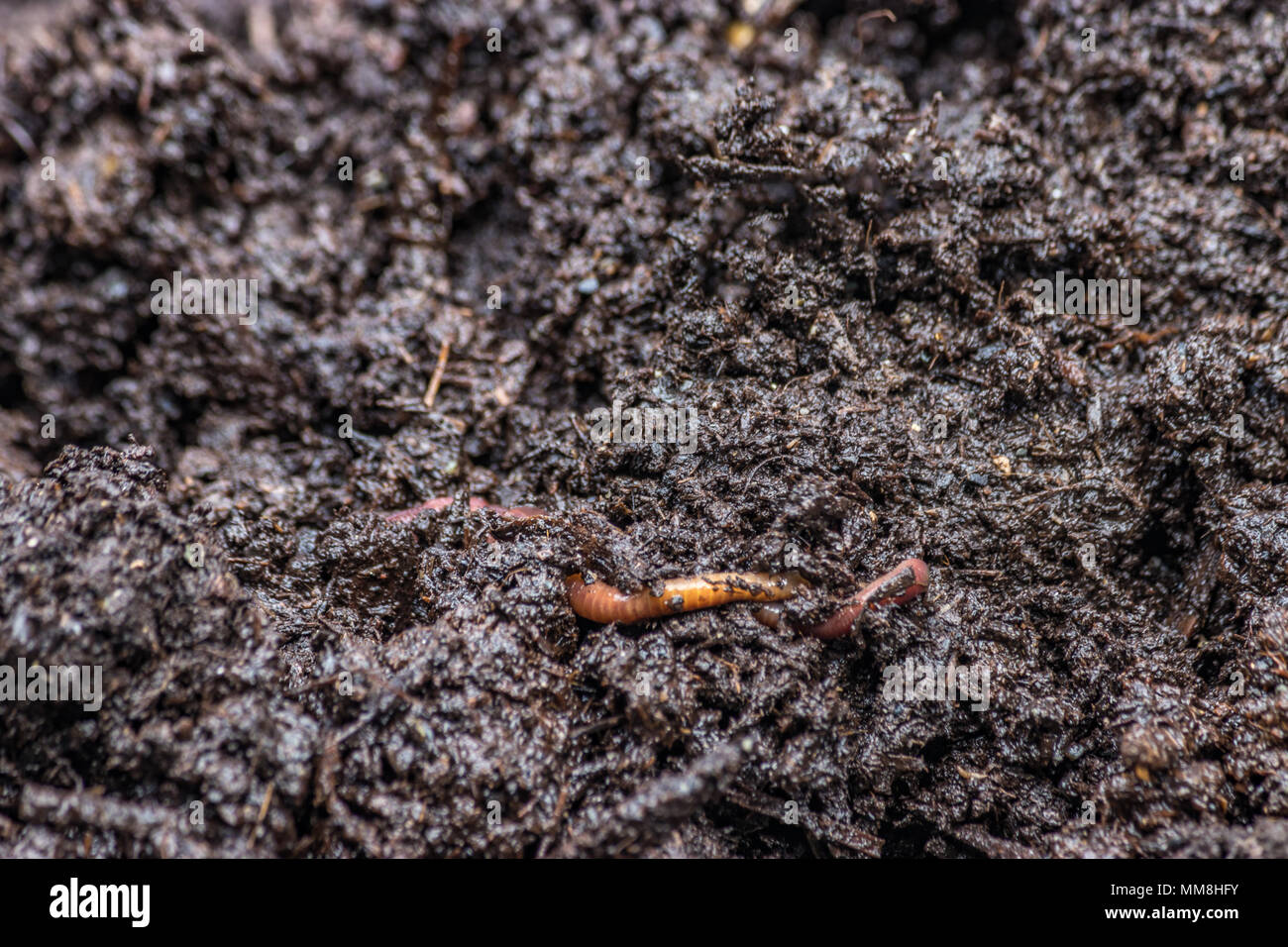 red worm on dark earth pile Stock Photo - Alamy