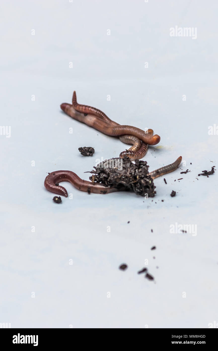 Earthworms on a white background Stock Photo - Alamy
