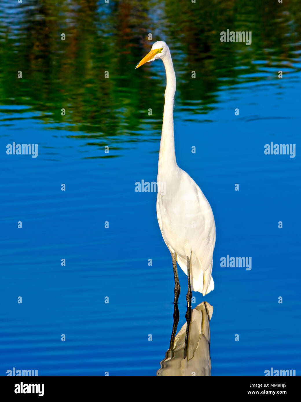 Watching bird photo hi-res stock photography and images - Alamy
