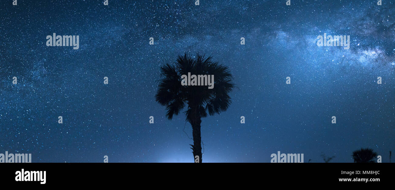 The Milky Way band stretches across the sky over a Sabal Palm Tree at ...