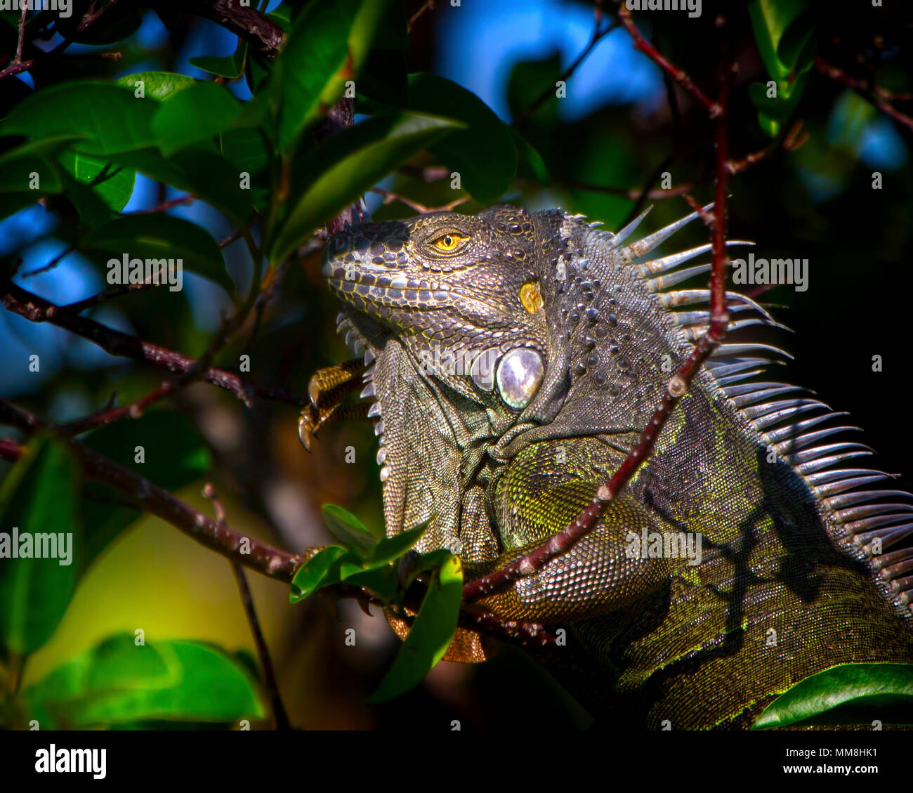 Florida iguana hi-res stock photography and images - Alamy