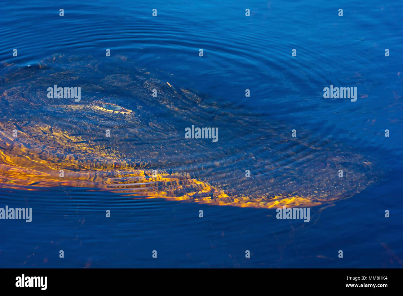 A 13 foot American Alligator surfaces in the Florida Everglades ...