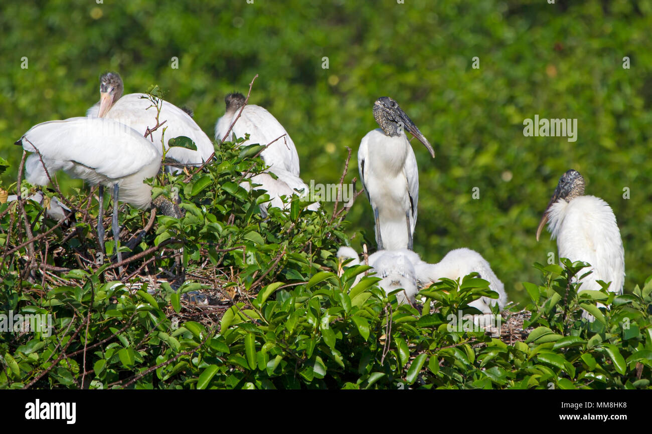 Group nesting birds hi-res stock photography and images - Alamy