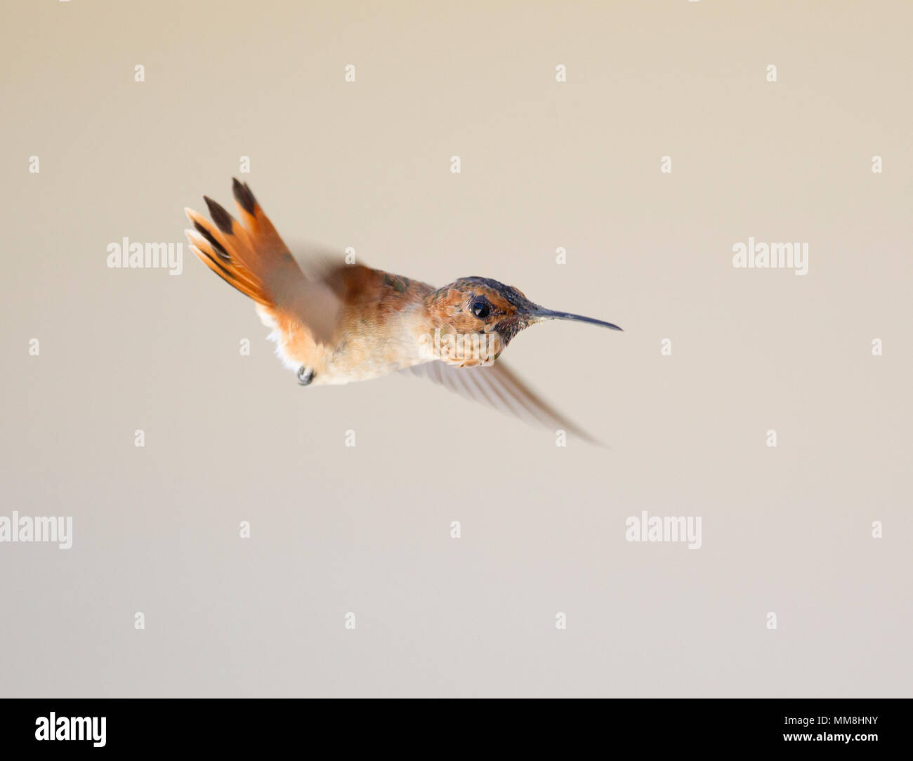 Allen's Hummingbird female in flight Stock Photo - Alamy