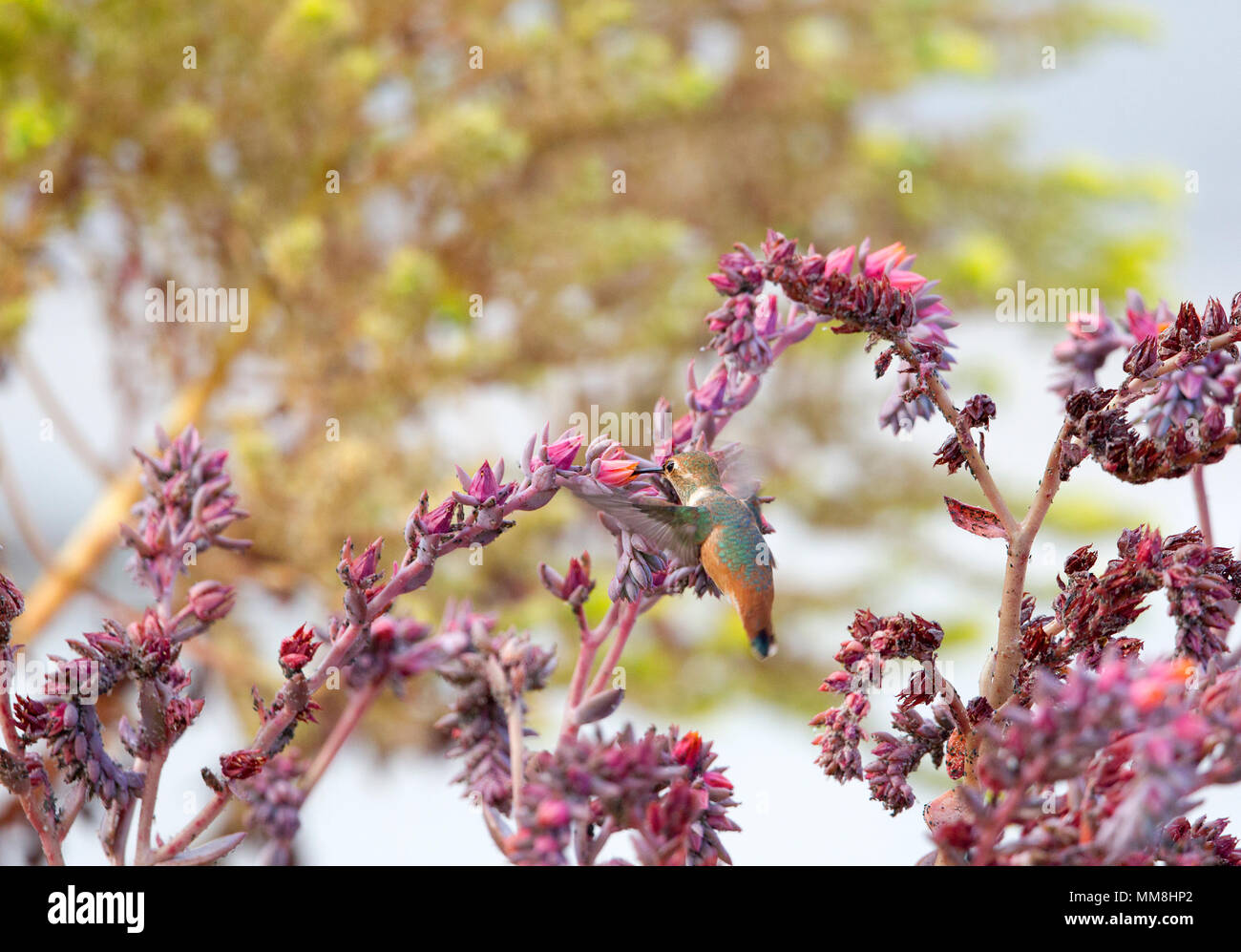 Hummingbird on plant hi-res stock photography and images - Alamy