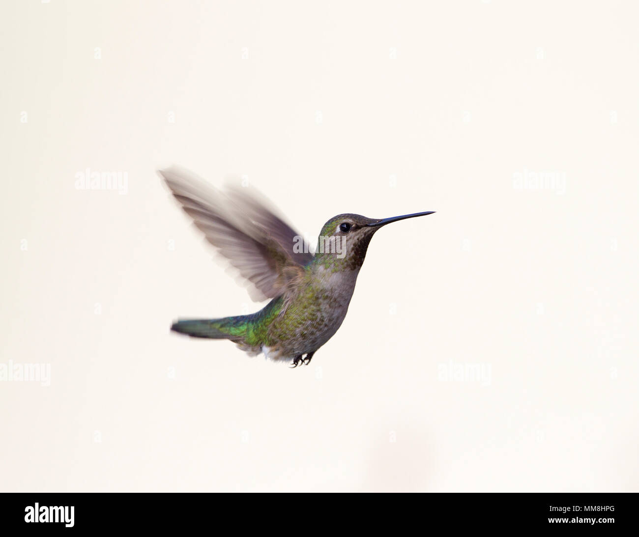 Female anna hummingbird hi-res stock photography and images - Alamy