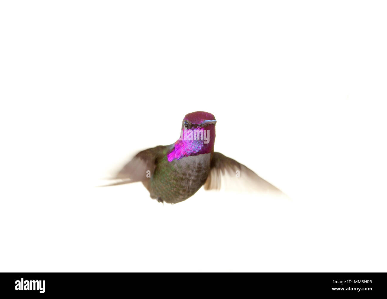 Hummingbird in flight Cut Out Stock Images & Pictures - Alamy