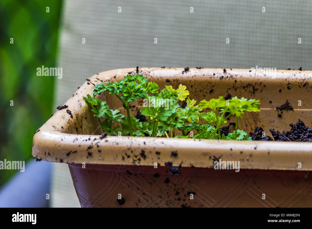 parsley grouped in pot Stock Photo - Alamy