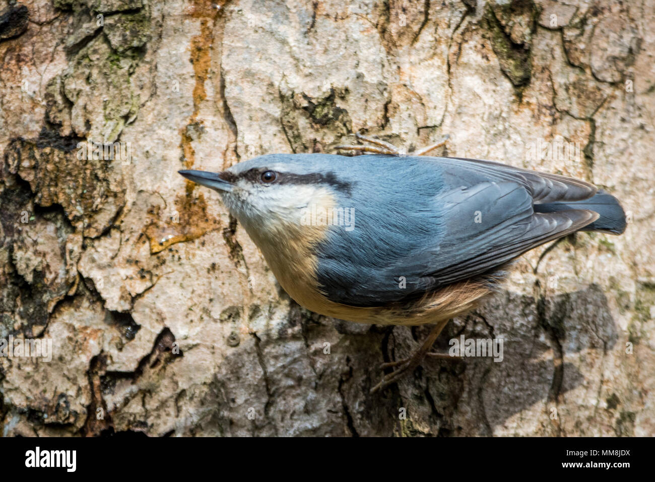The Eurasian nuthatch or wood nuthatch (Sitta europaea) on tree ...