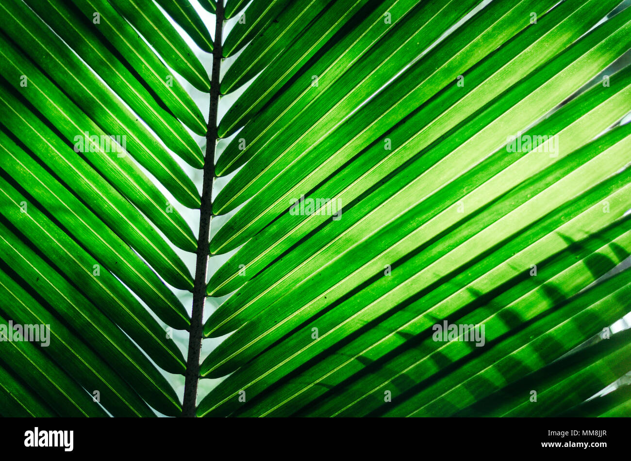 Palm leaf detail Stock Photo - Alamy