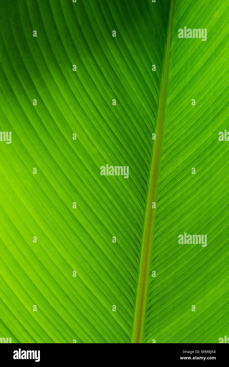 Fresh green leaf with lines Stock Photo - Alamy