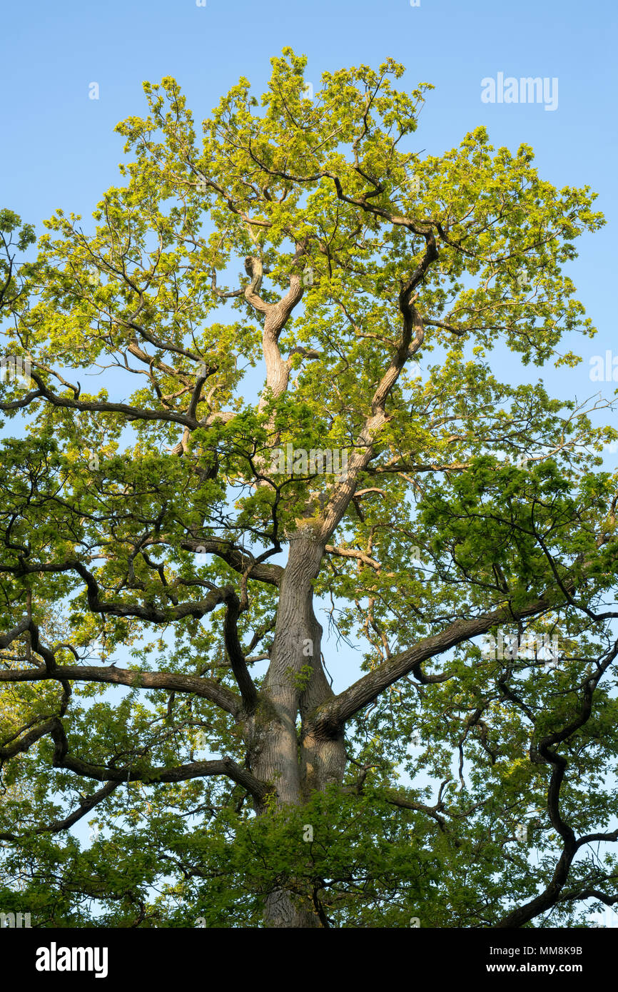 Oak tree leaves in spring hi-res stock photography and images - Alamy