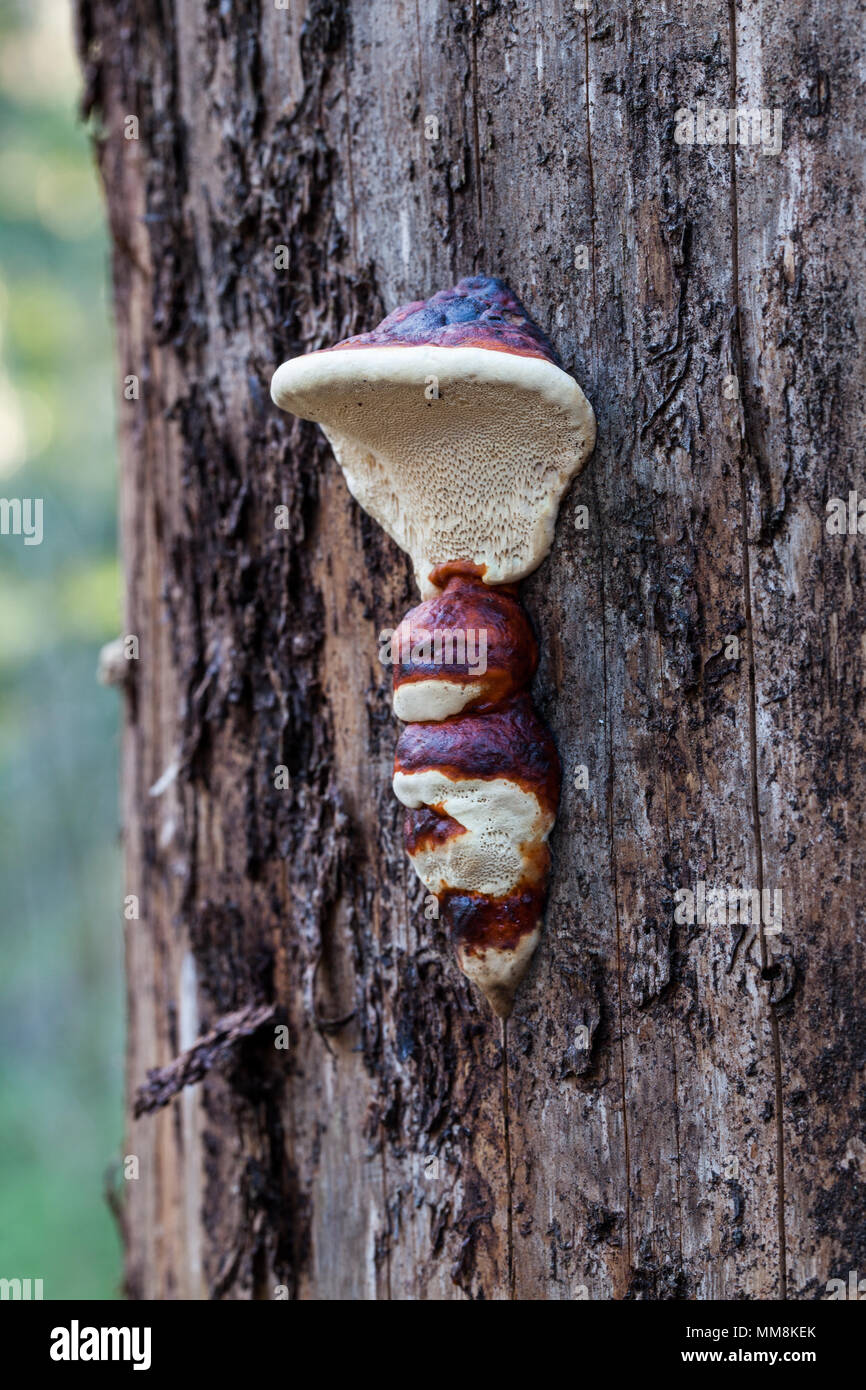 Red belt conk (Fomitopsis pinicola Stock Photo - Alamy