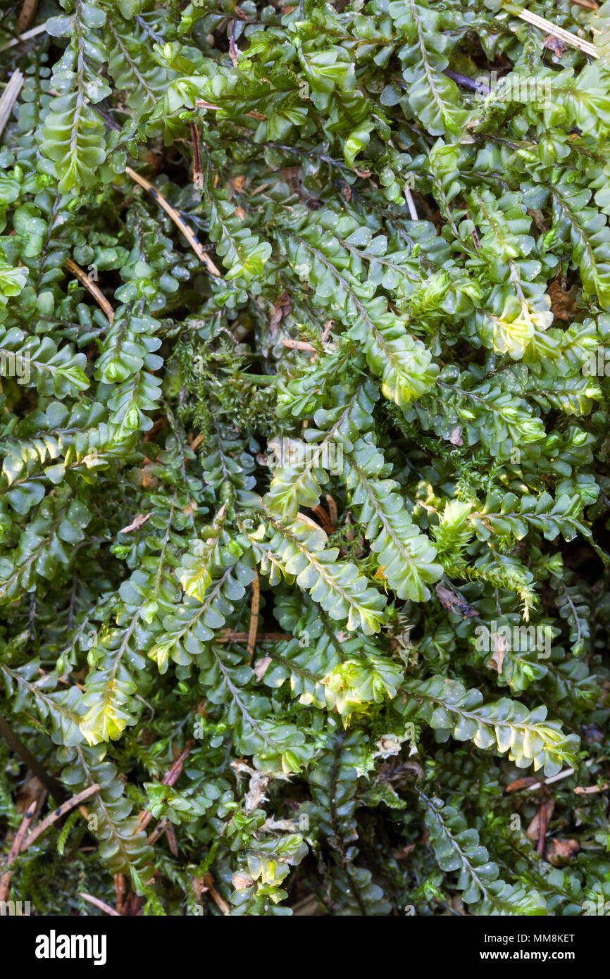 Greater featherwort growth (Plagiochila asplenioides Stock Photo - Alamy