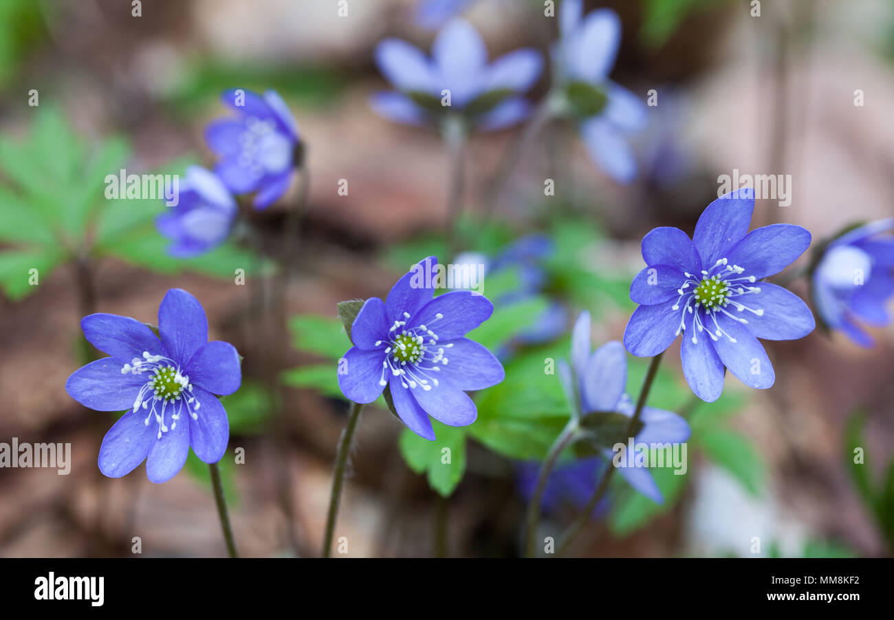 Liverleaf flowering in spring (Hepatica nobilis Stock Photo - Alamy