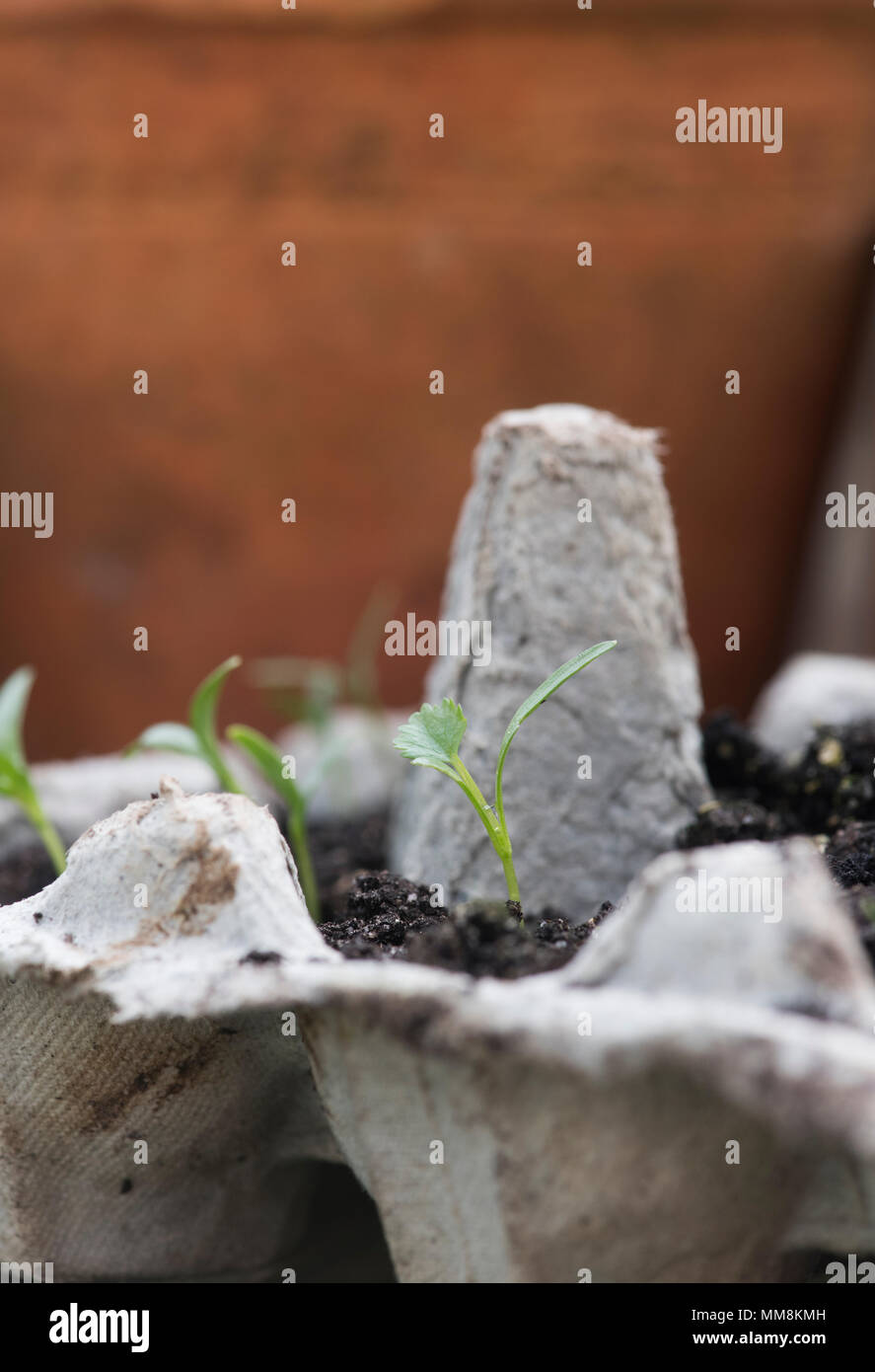 Coriandrum sativum. Coriander seedlings grown in an egg box in spring ...