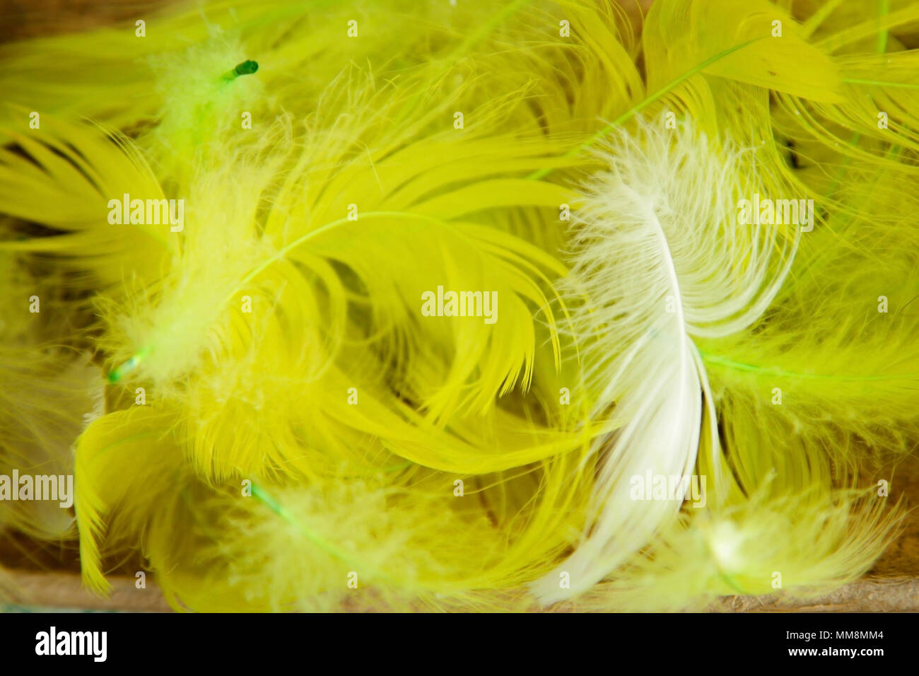 Fluffy background Yellow feathers Stock Photo - Alamy