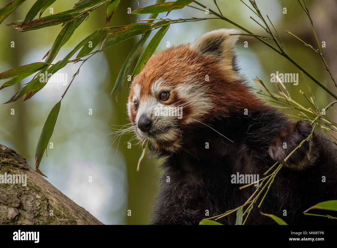 Bear and cat hi-res stock photography and images - Alamy