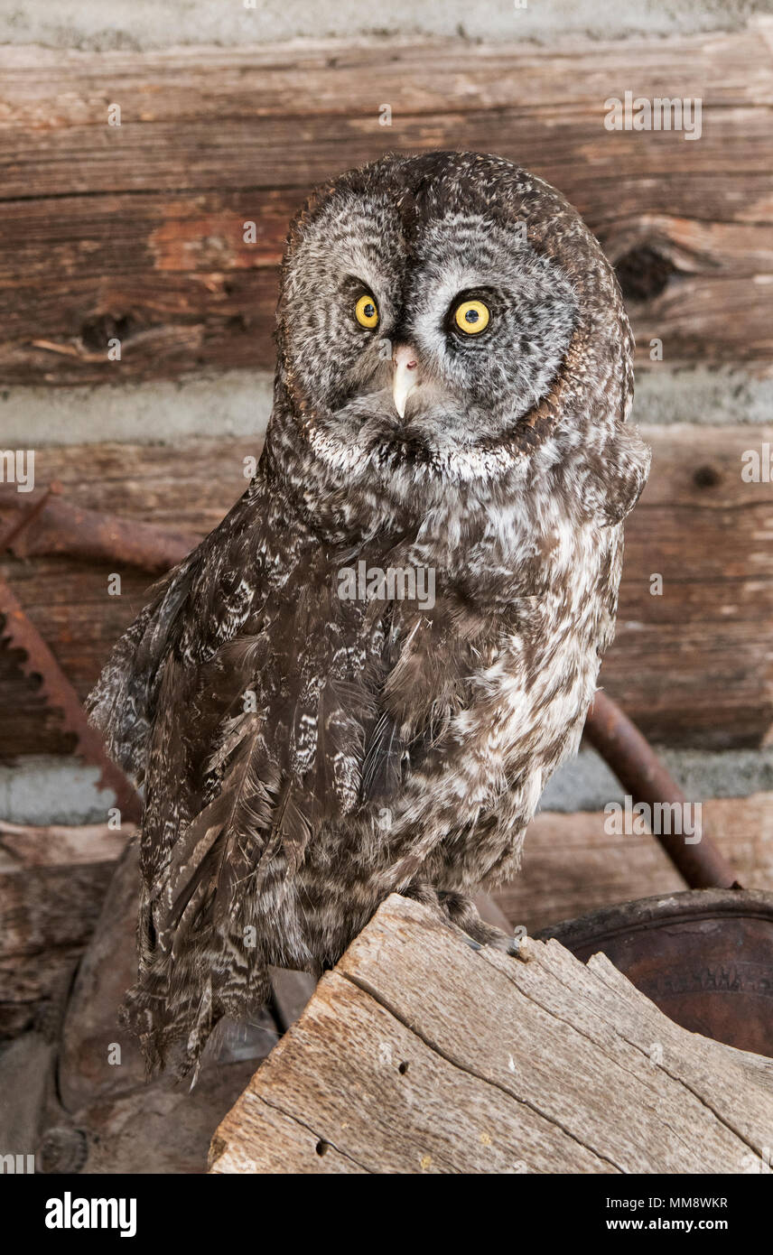 Great Gray Owl, In front of old barn, Montana Stock Photo - Alamy