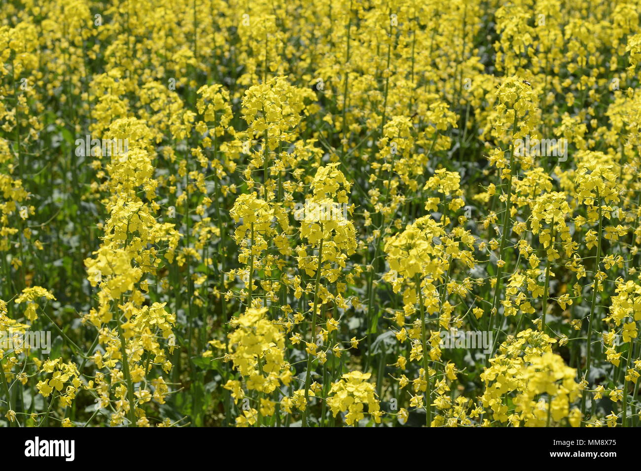 Rapeseed field. Background of rape blossoms. Flowering rape on the ...