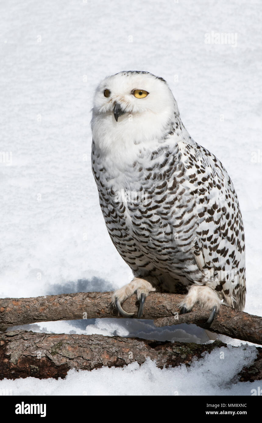 Owl winter hi-res stock photography and images - Alamy