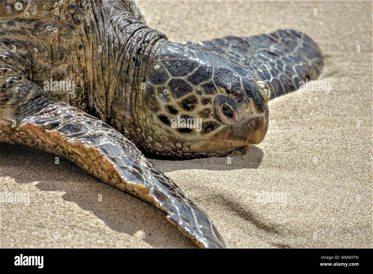 Green sea turtle and beach hi-res stock photography and images - Alamy