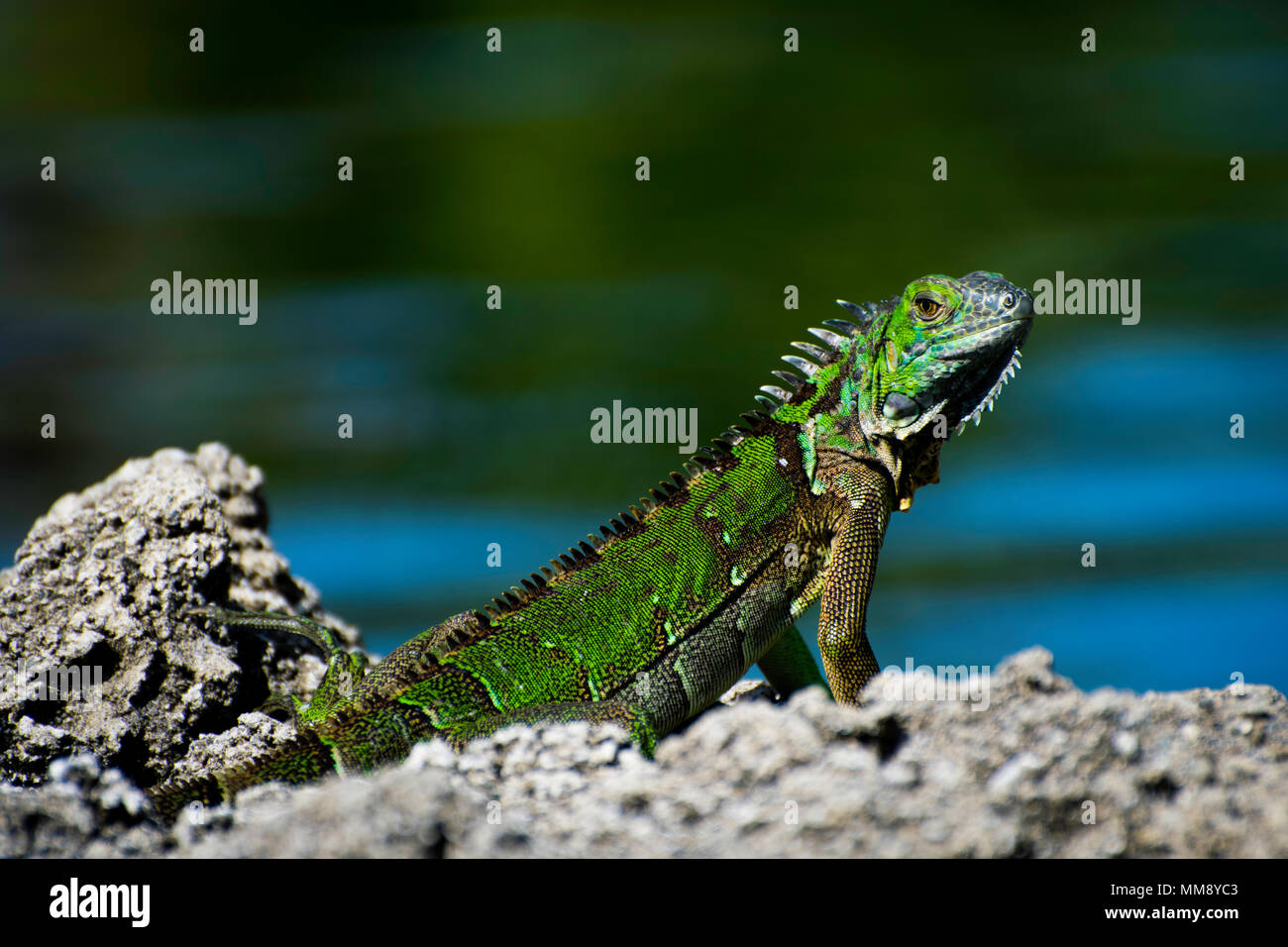 Wild animals, in there natural environment Stock Photo - Alamy