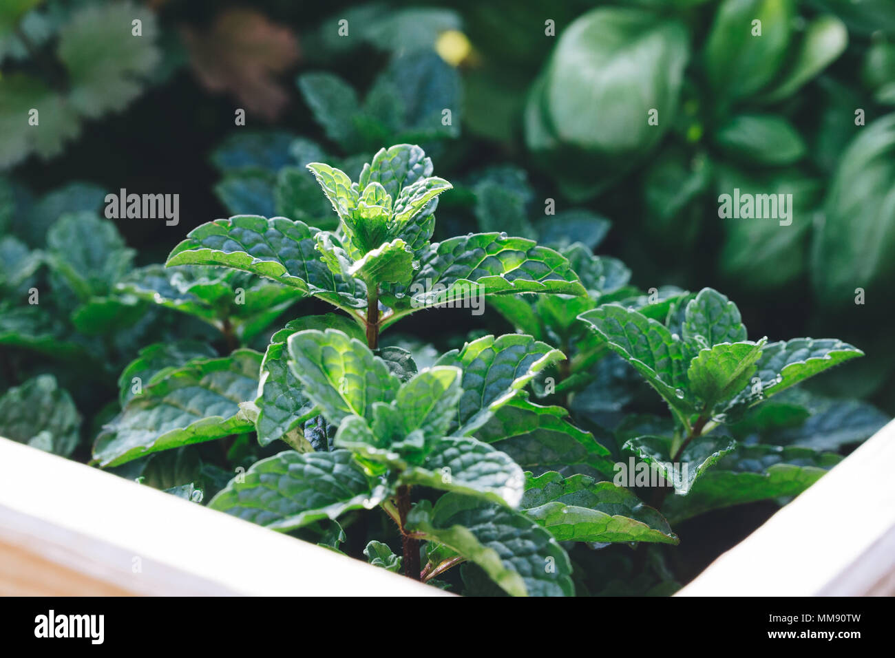 Moroccan mint hi-res stock photography and images - Alamy