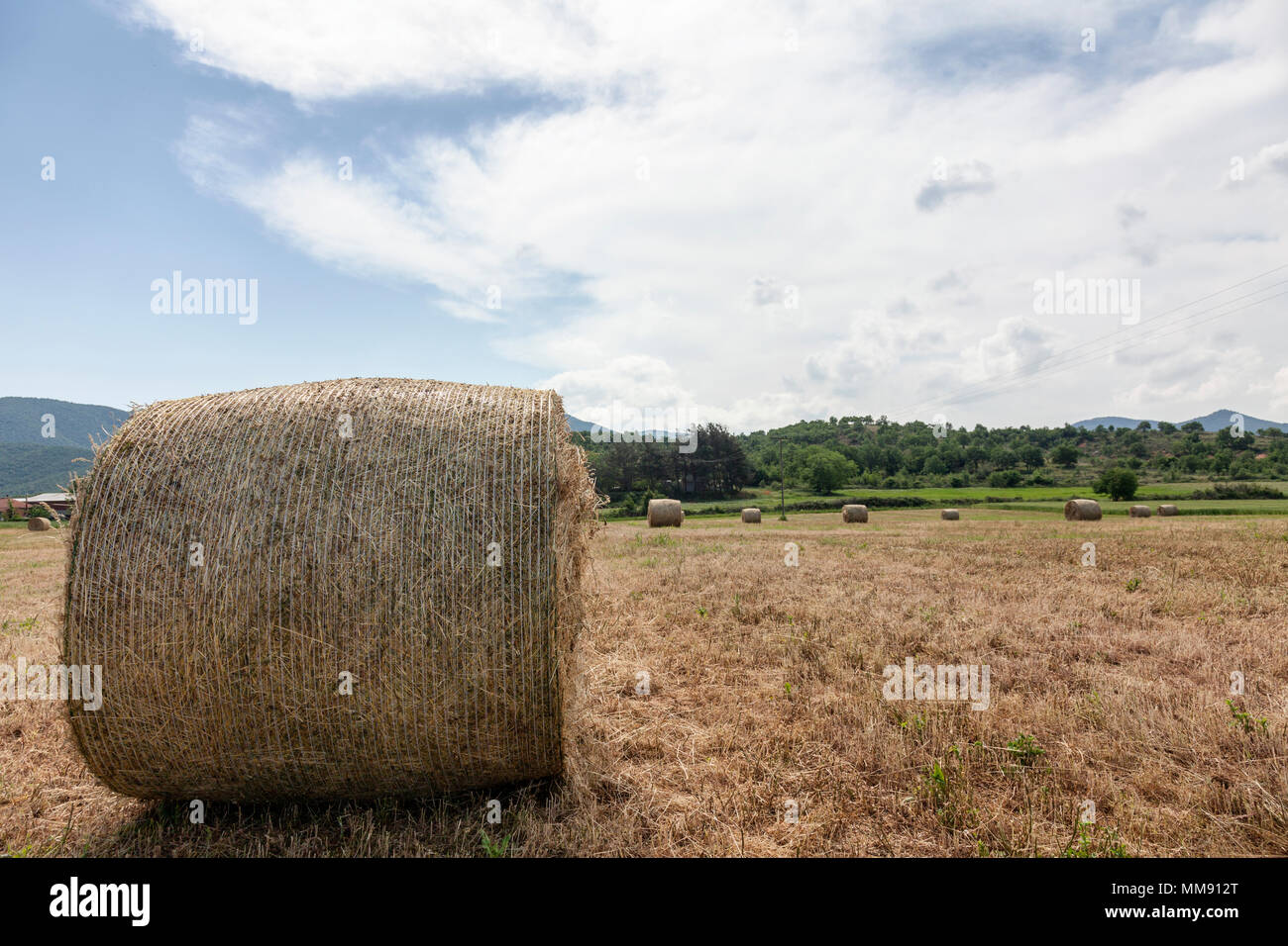 ball of straw in the field Stock Photo - Alamy