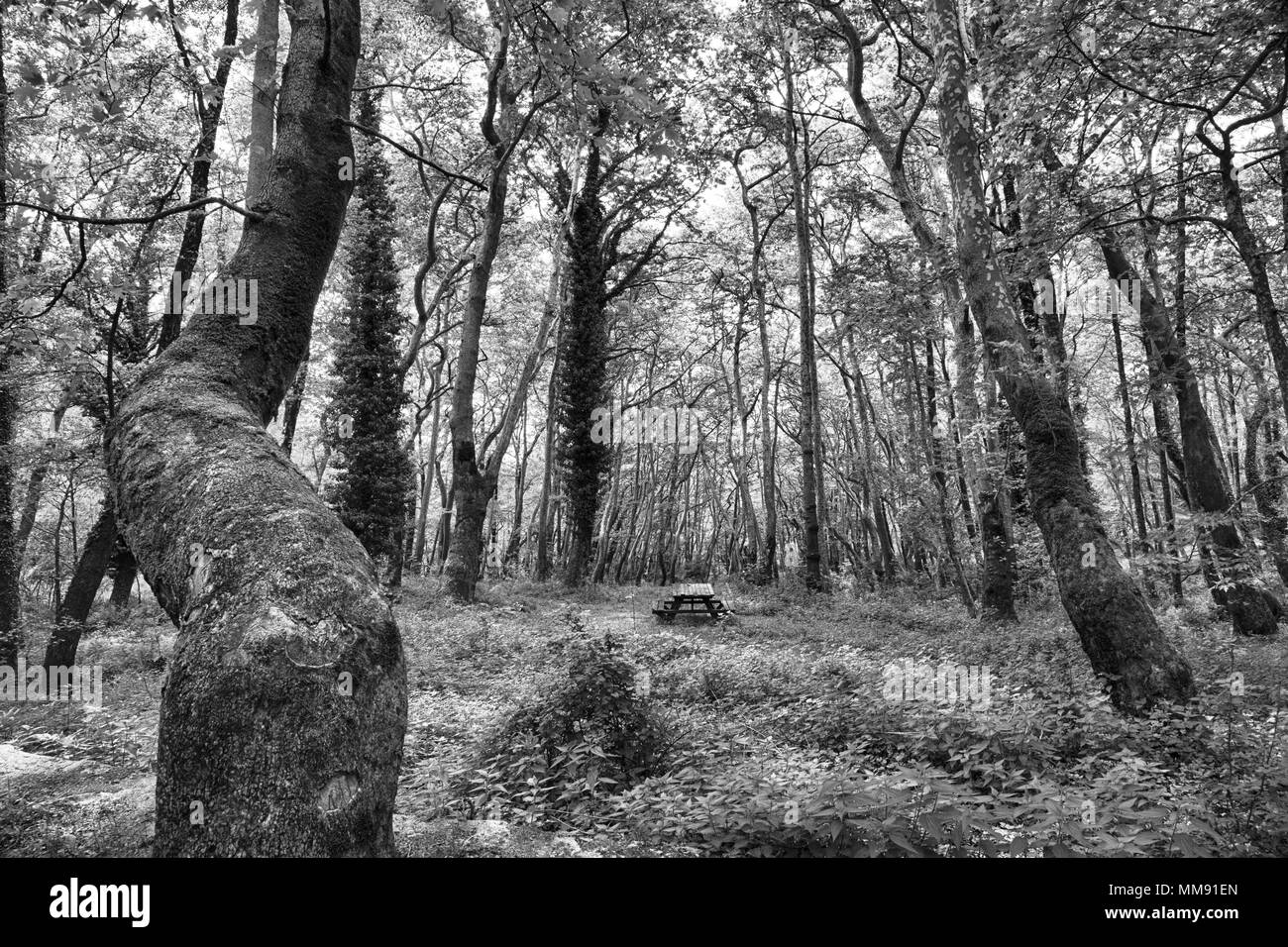 Curved tree in forest Stock Photo - Alamy