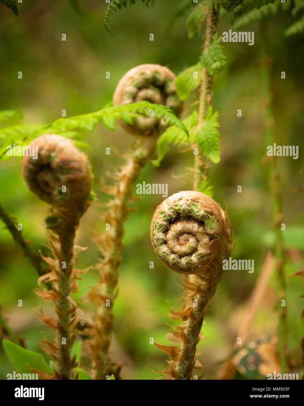 Woodland Fern, Spring unfurling Stock Photo - Alamy