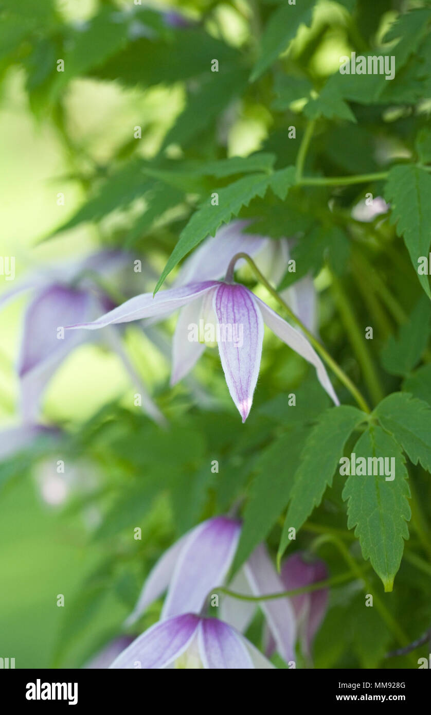 Spring flowering clematis hi-res stock photography and images - Alamy