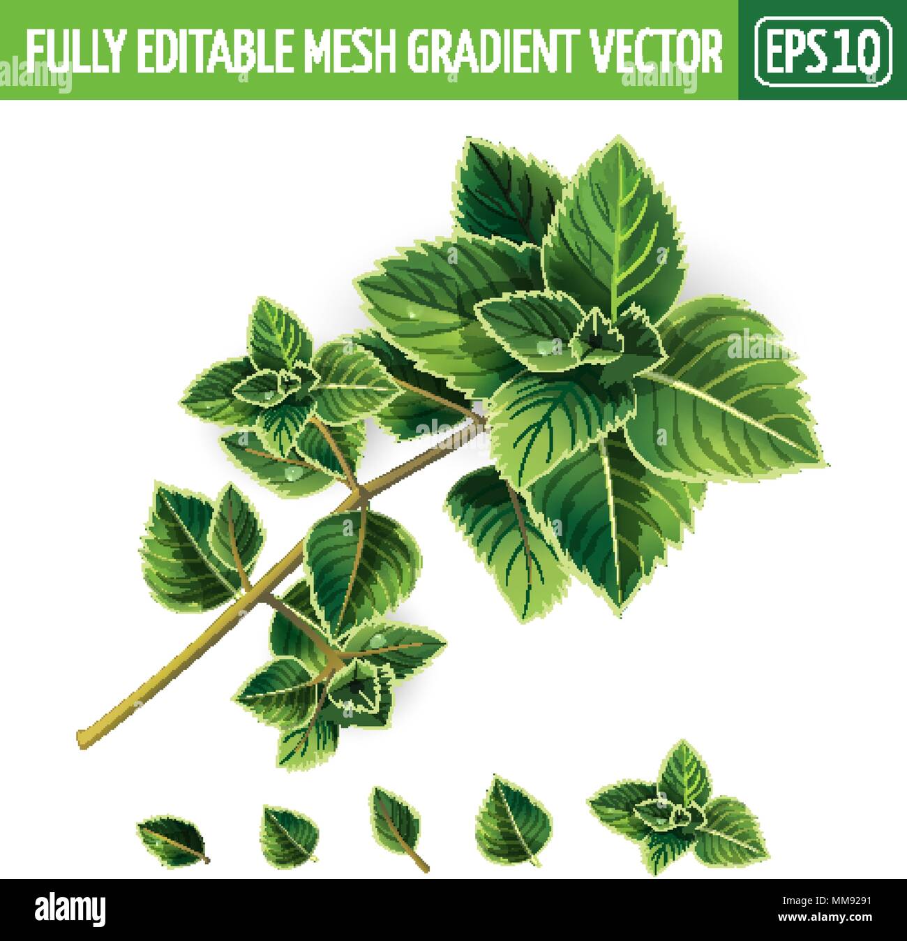 Mint on white background. Vector illustration Stock Vector Image & Art ...