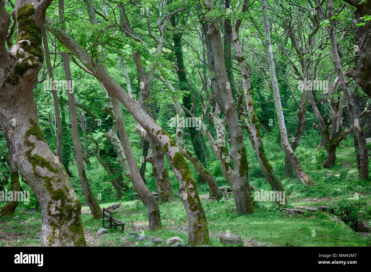 Reef trees in a forest Stock Photo - Alamy