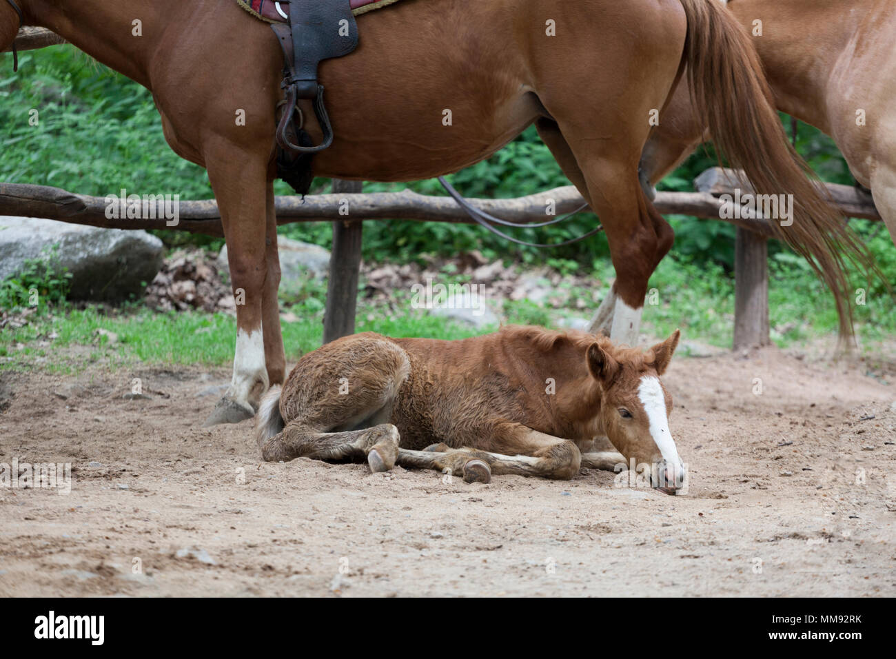 Young horse foal sitting in hi-res stock photography and images - Alamy