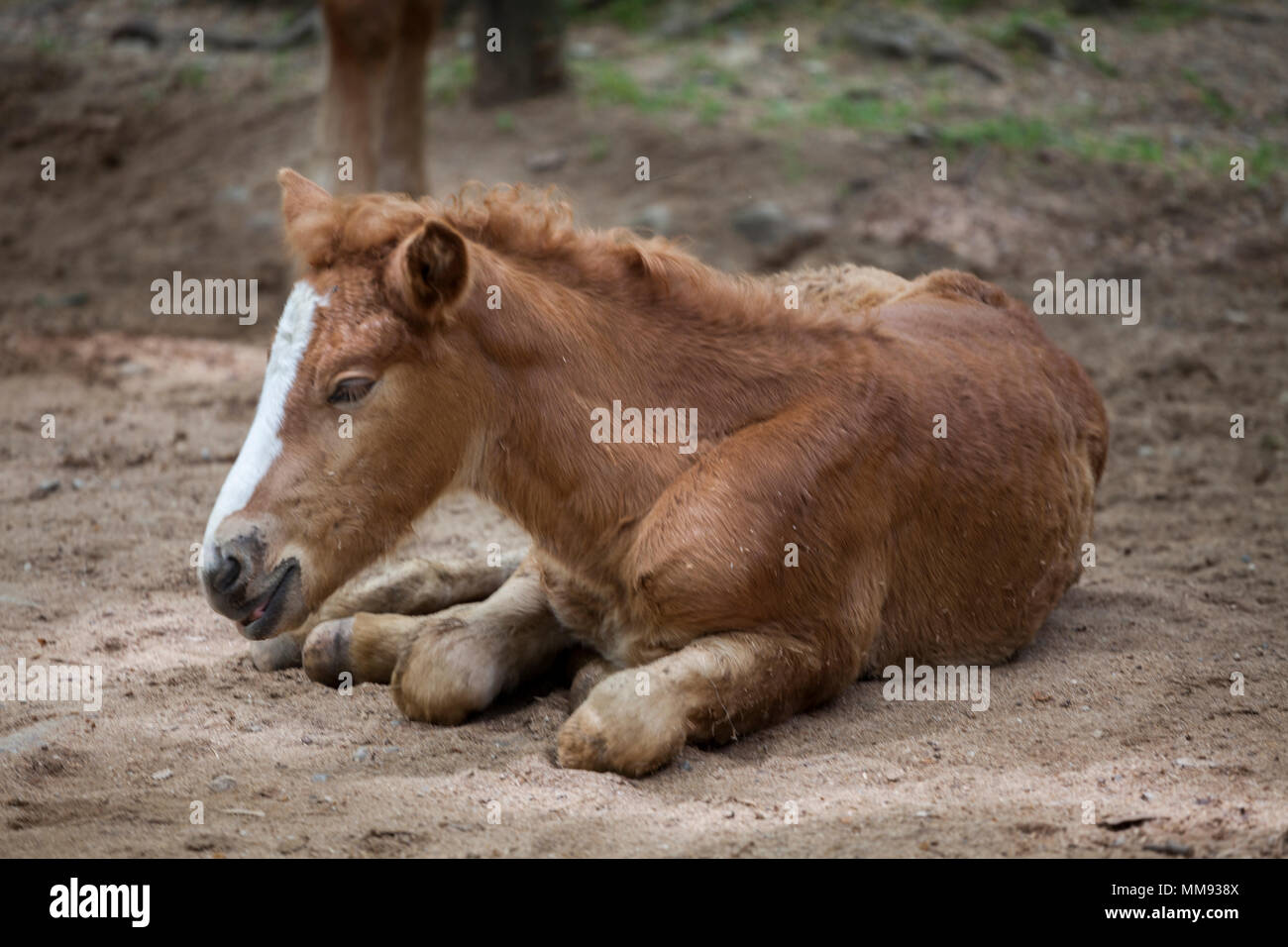A sitting foal Stock Photo - Alamy