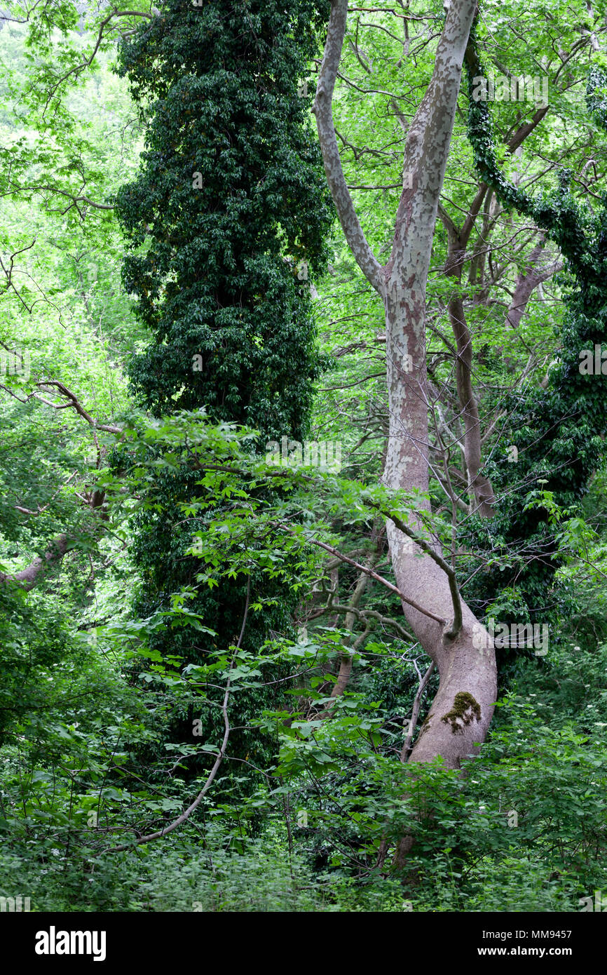 Curved tree in forest Stock Photo - Alamy