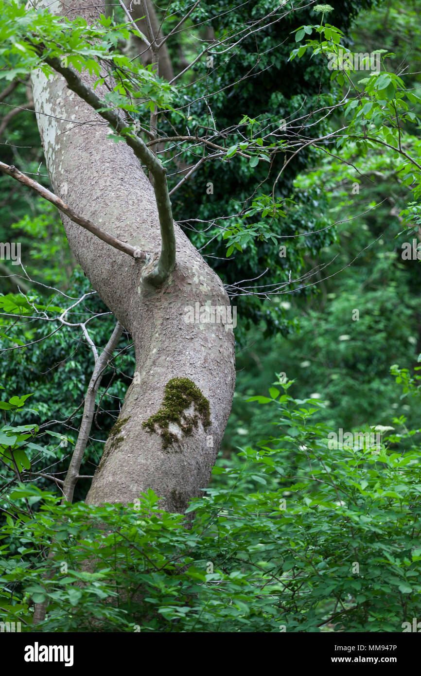 curved tree in forest Stock Photo - Alamy