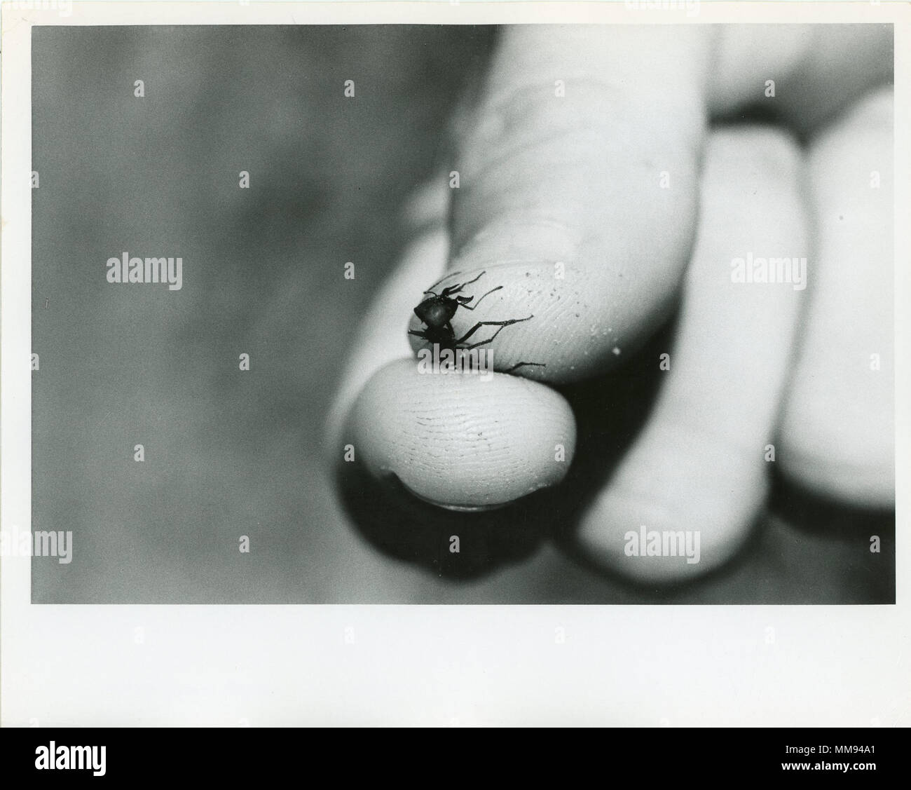 Photo of someone holding a bug Stock Photo - Alamy