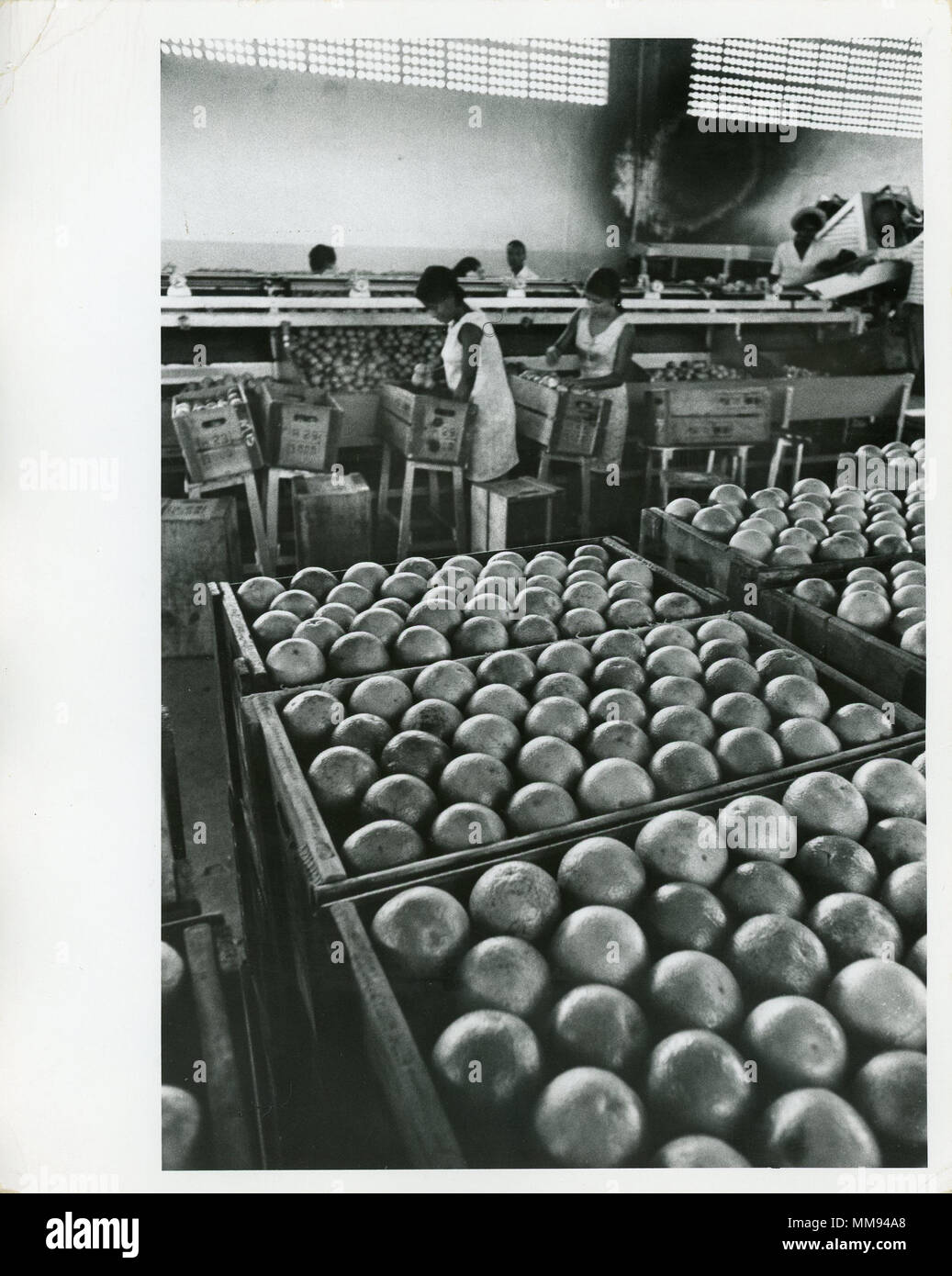 Snapshot of an orange packing facility Stock Photo - Alamy