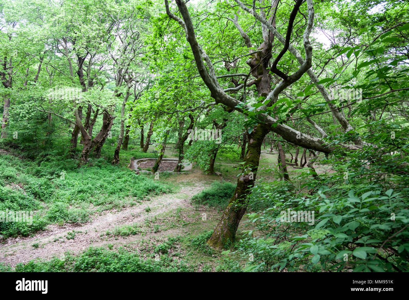 Curved trees hi-res stock photography and images - Alamy