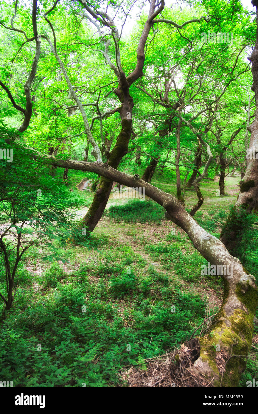 Curve tree hi-res stock photography and images - Alamy