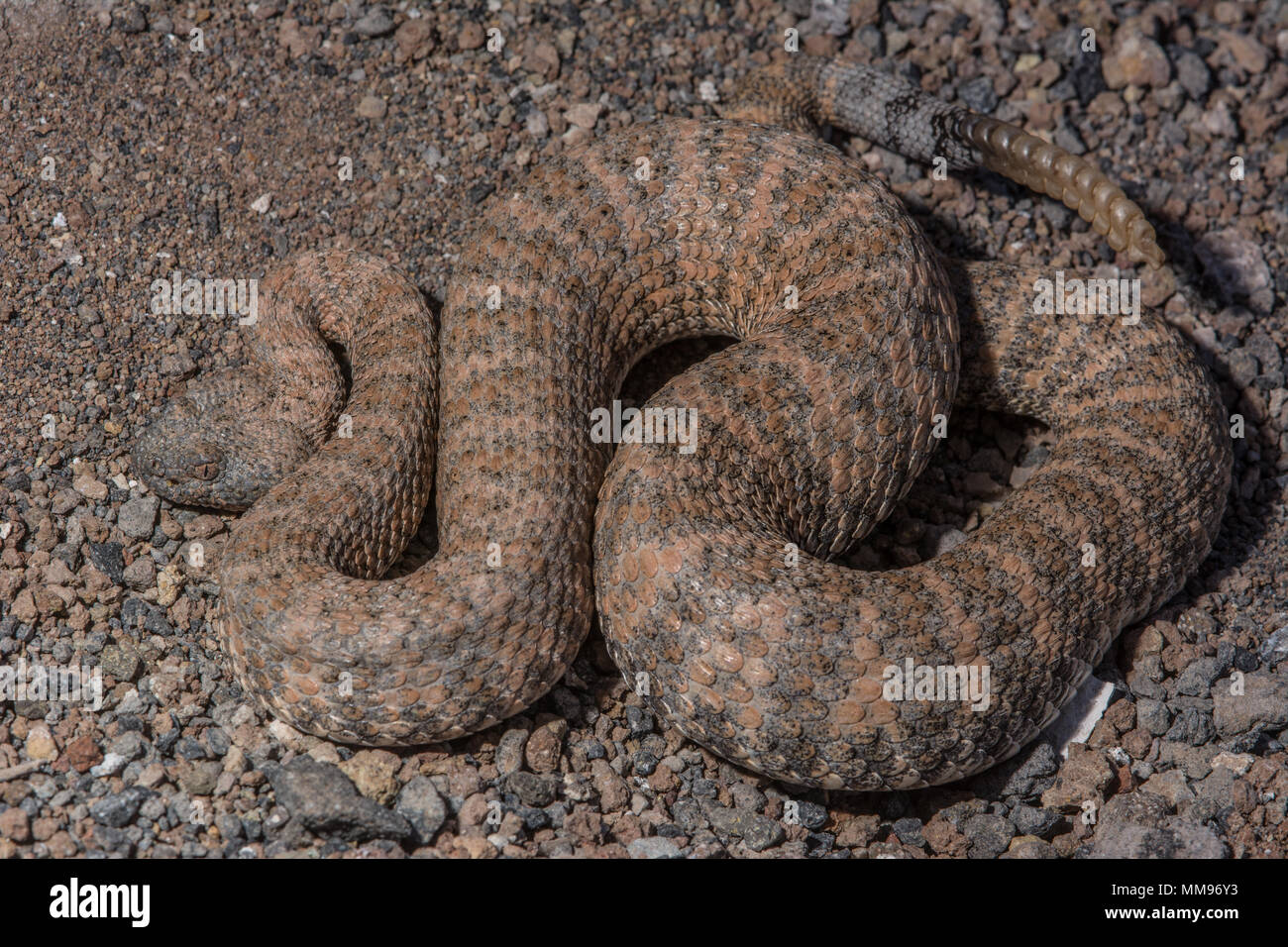 Isla cabeza de caballo hi-res stock photography and images - Alamy