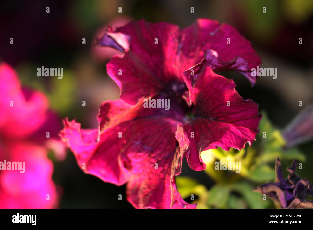 Flower types hi-res stock photography and images - Alamy