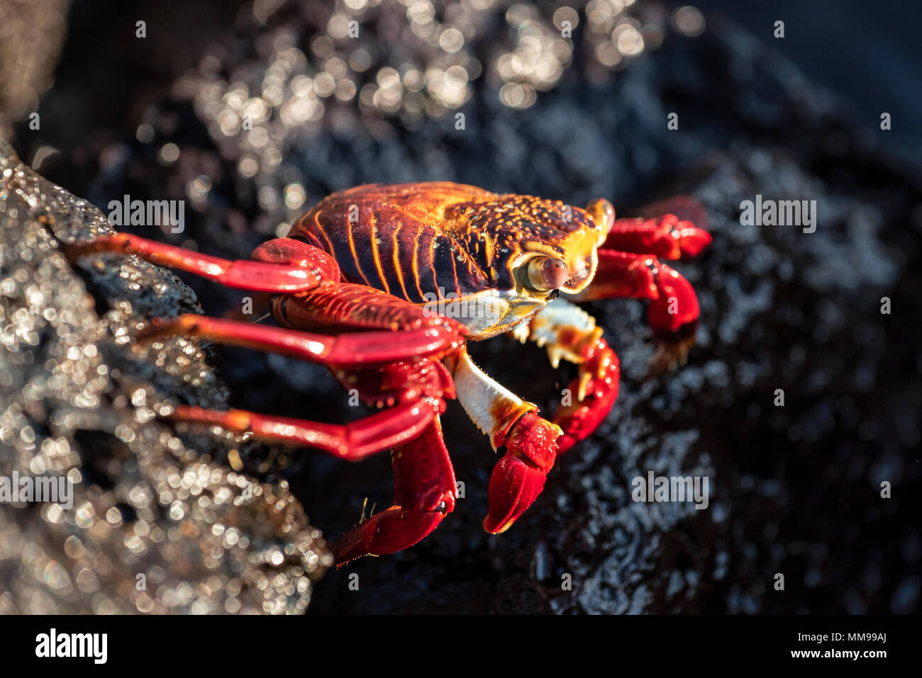 Sally Lightfoot crab, Galapagos Islands, Ecuador Stock Photo - Alamy