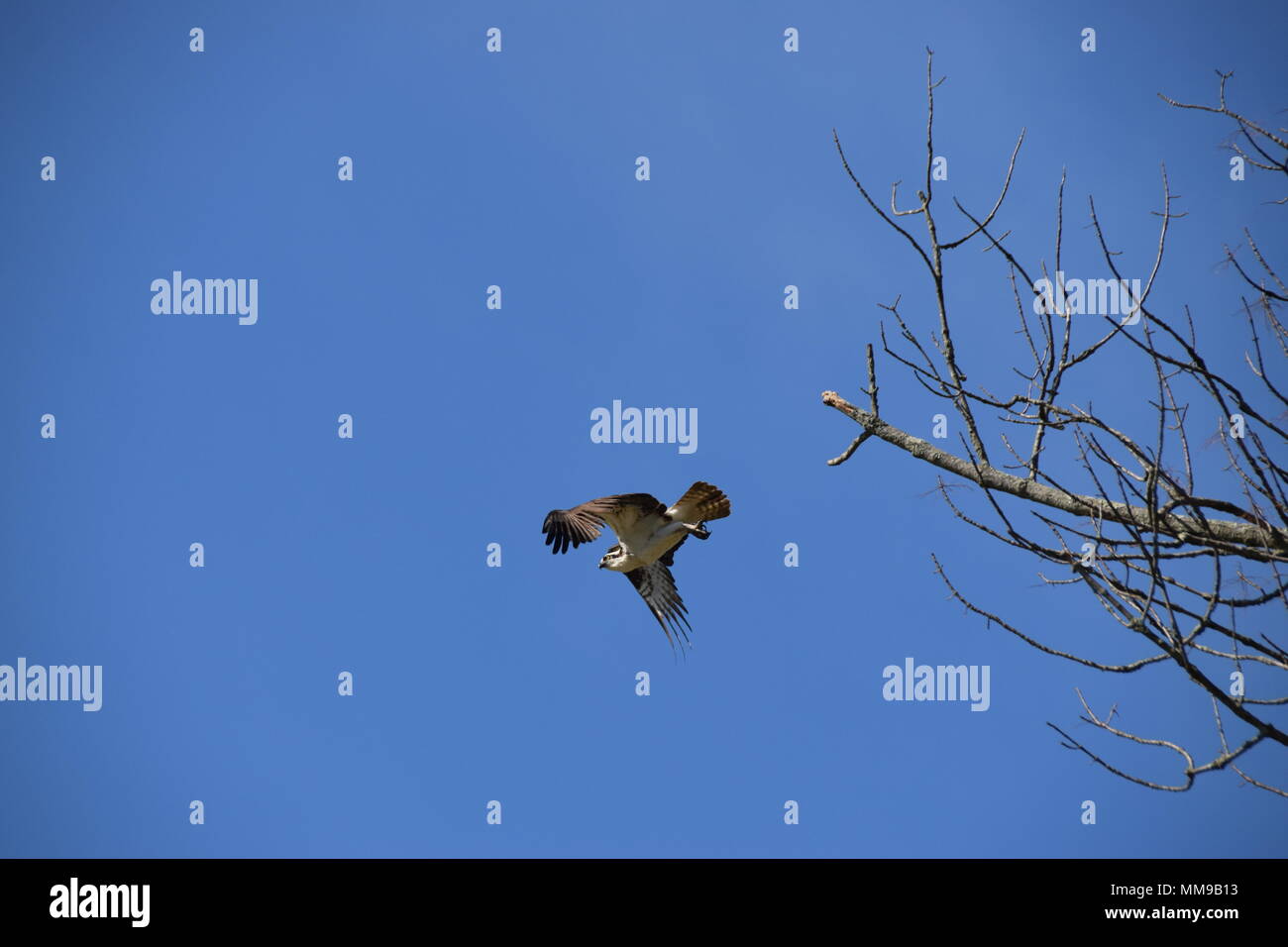Osprey attacking hi-res stock photography and images - Alamy