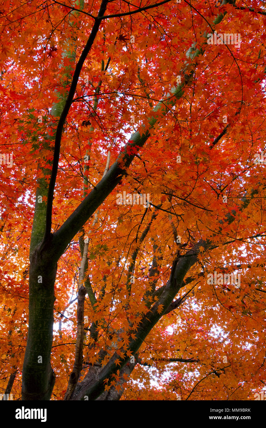 Change seasons tree hi-res stock photography and images - Alamy